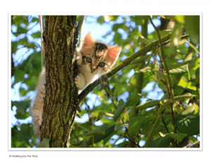 Encourage Writing with Pet Picture Writing Prompts - Walking by the Way