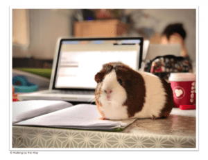 Encourage Writing with Pet Picture Writing Prompts - Walking by the Way